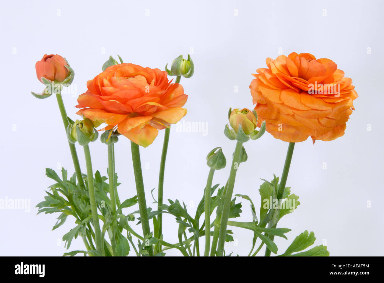 Turban Ranunculus, Persian Buttercup (Ranunculus asiaticus hybrid ...