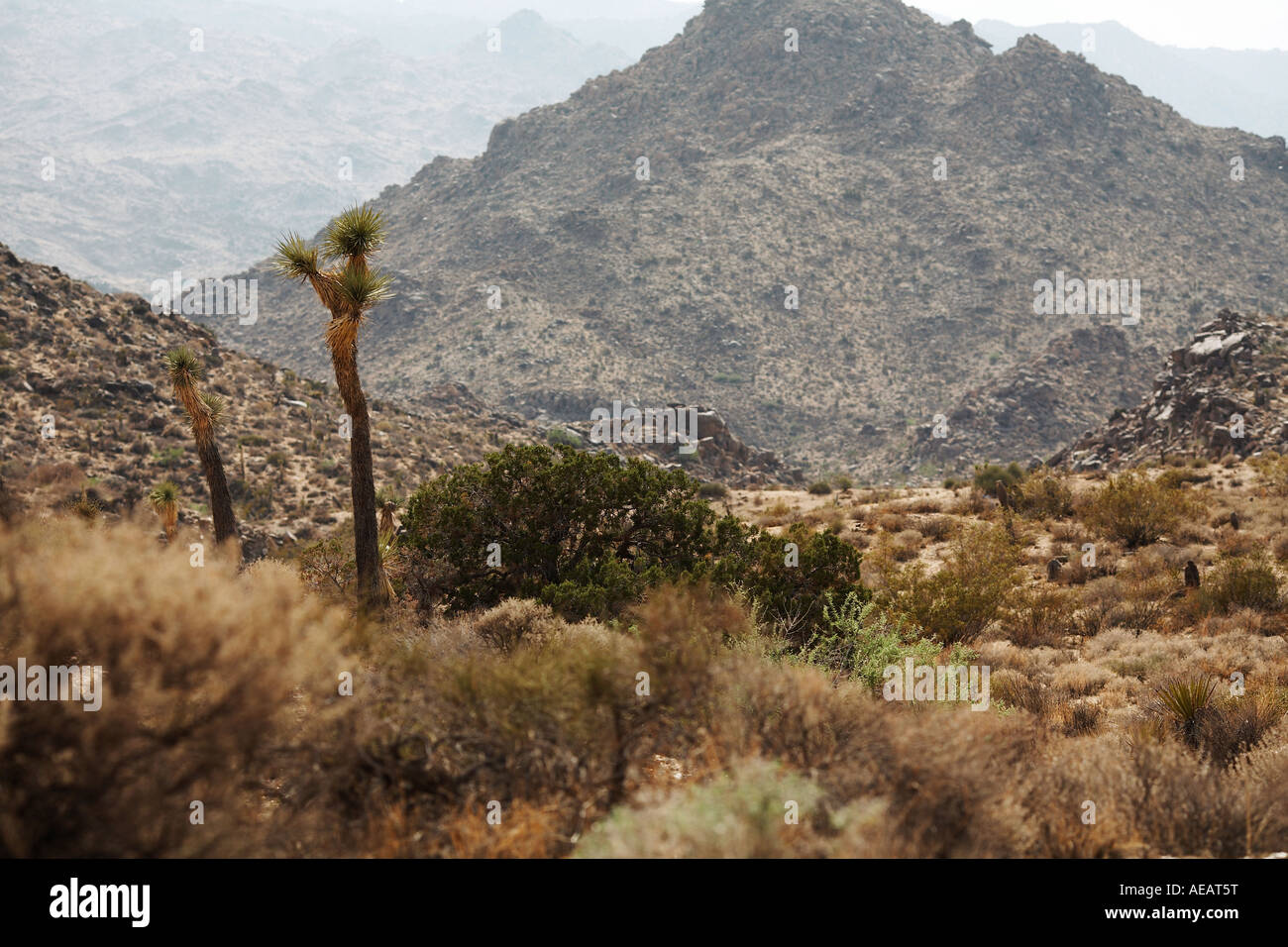 Two Joshua Trees with Cliff Side Stock Photo - Alamy