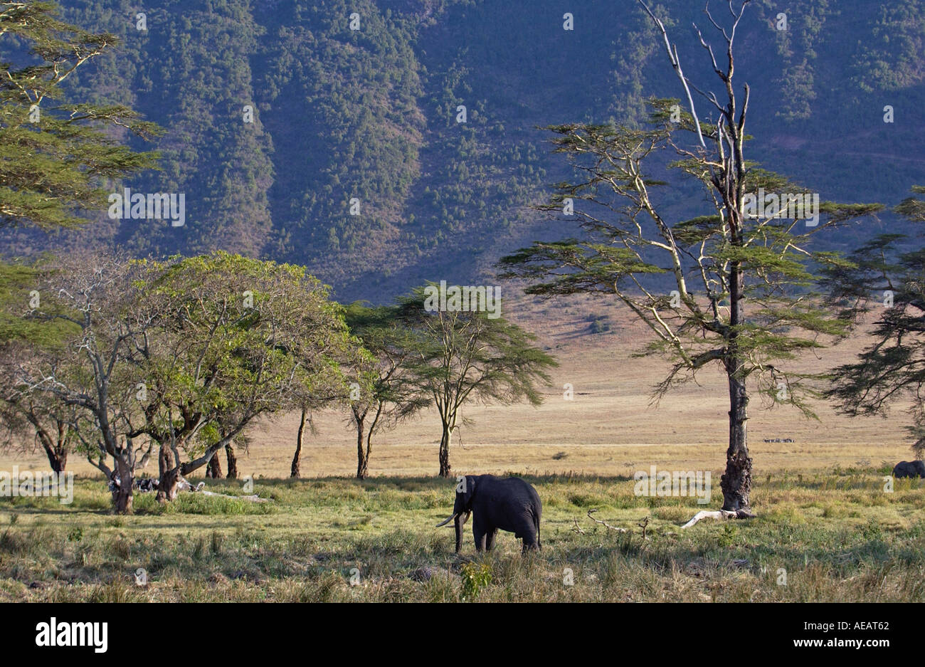 Elephant feeding in Ngoro Ngoro Crater Tanzania Stock Photo - Alamy