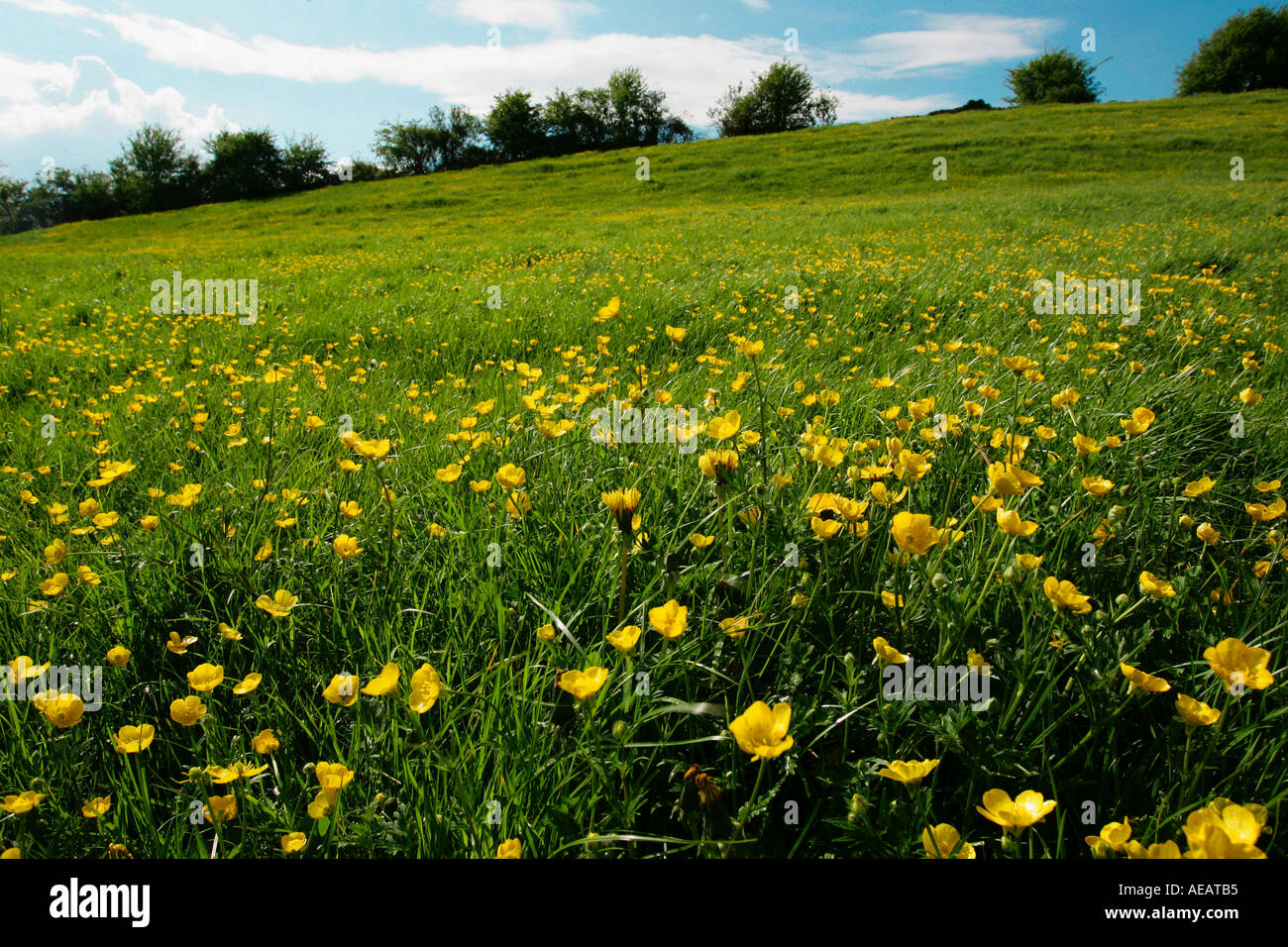 Buttercups in grass hi-res stock photography and images - Alamy