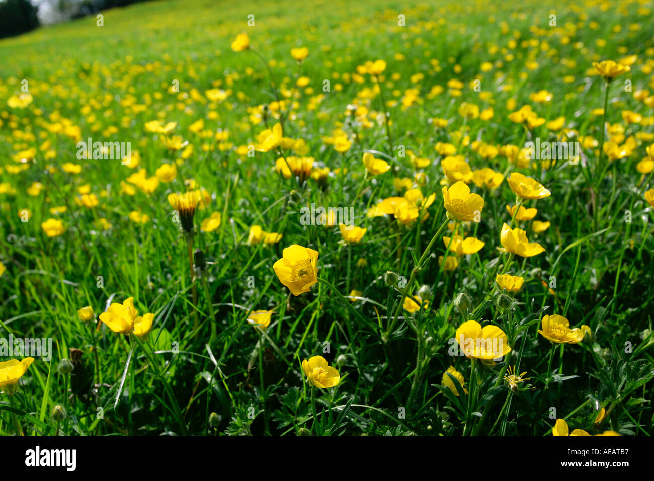 Buttercups in grass hi-res stock photography and images - Alamy