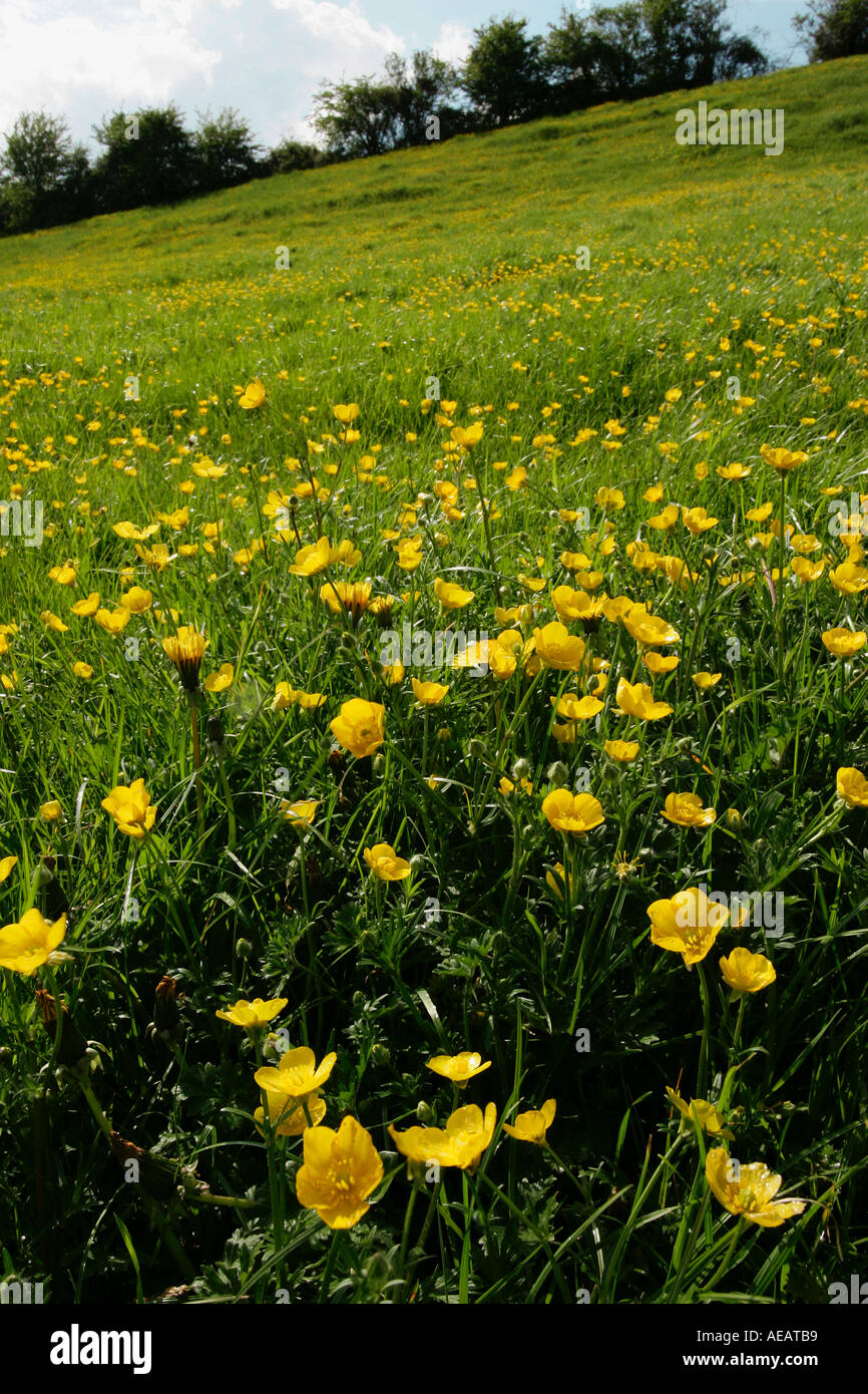 Buttercups in grass hi-res stock photography and images - Alamy