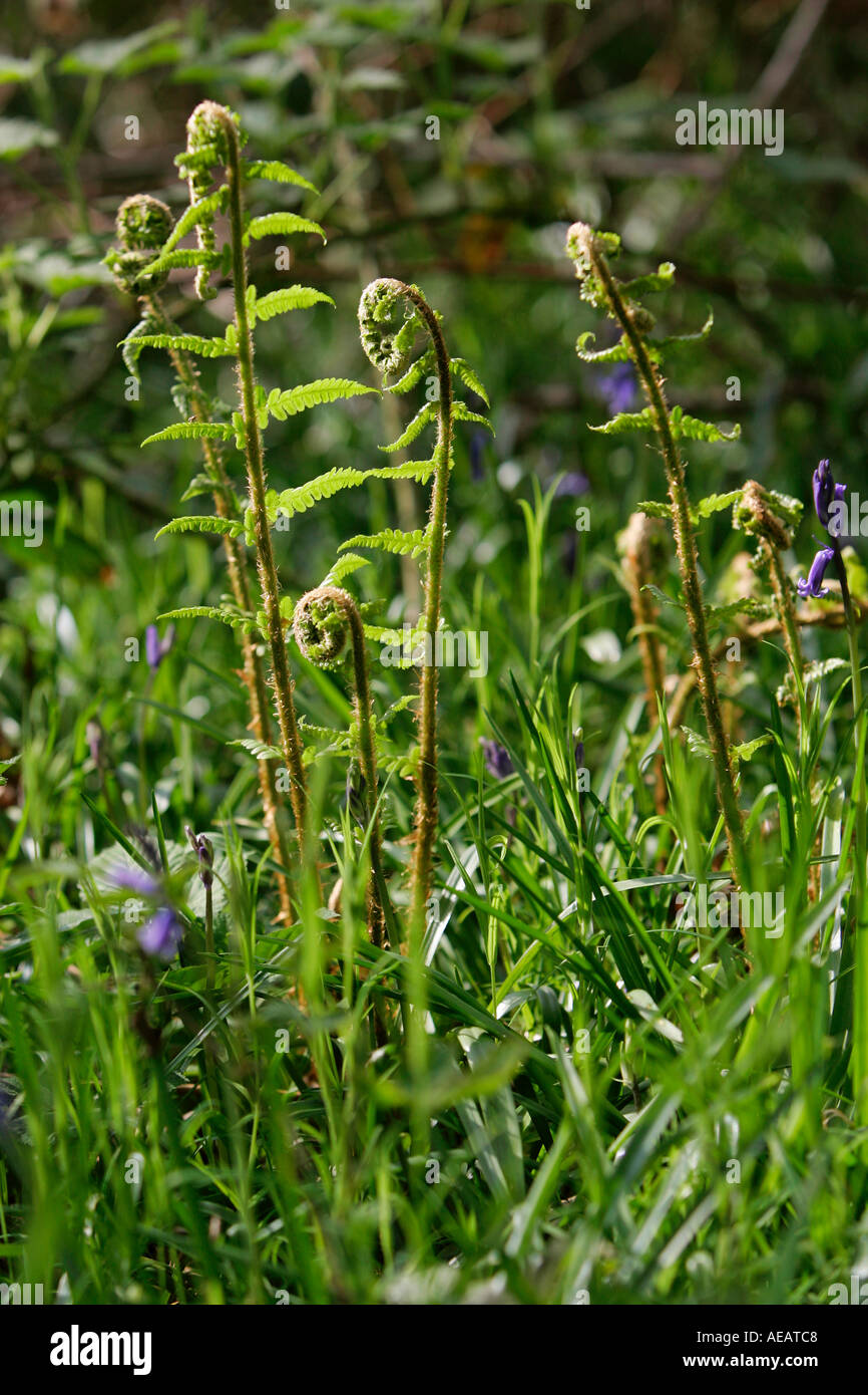 Opening garden england english hi-res stock photography and images - Alamy