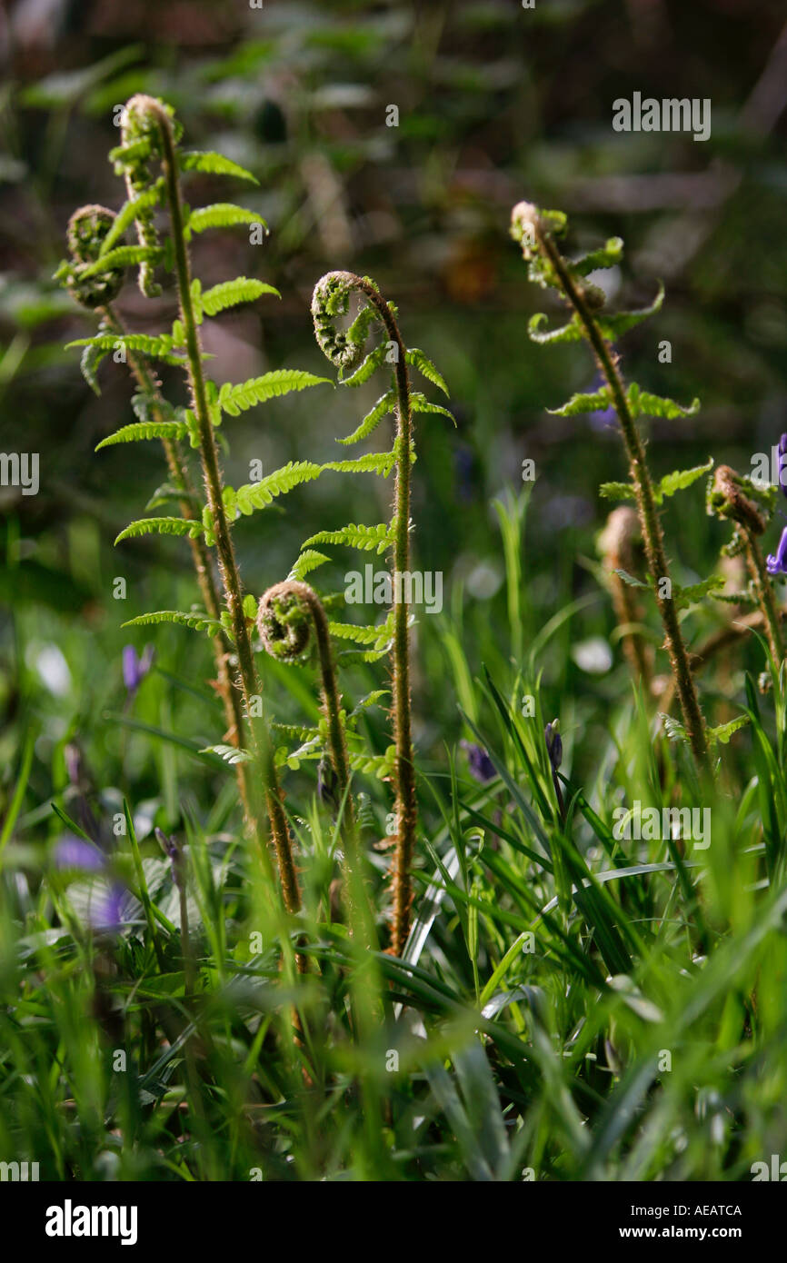 Opening garden england english hi-res stock photography and images - Alamy