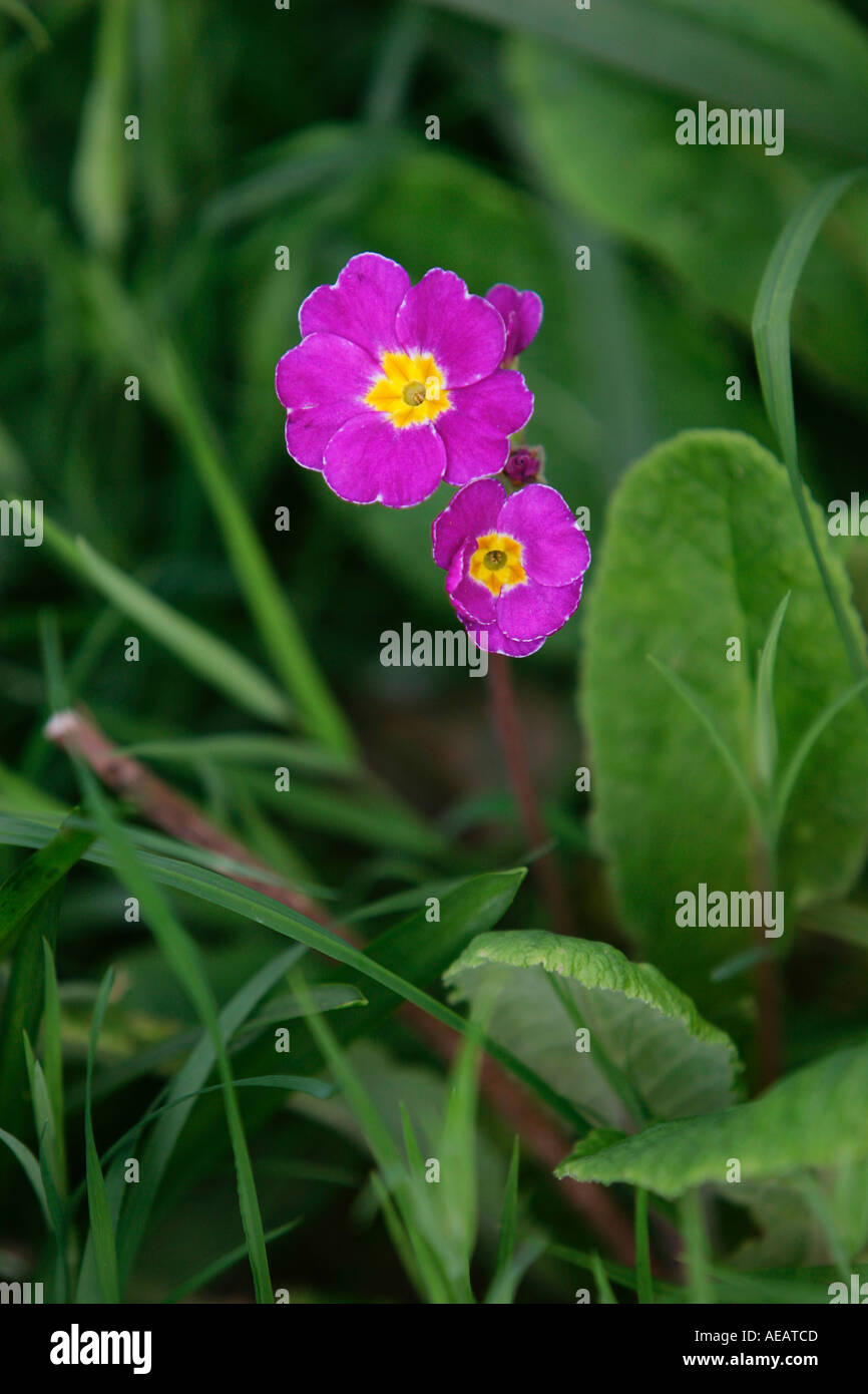 Primrose in woodland hi-res stock photography and images - Alamy