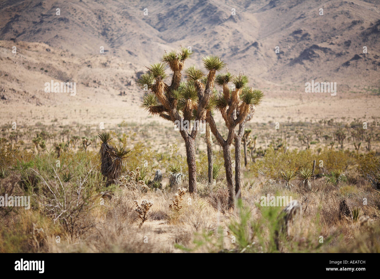 Small Isolated Joshua Trees in Arid Desert in Joshua Tree National Park ...