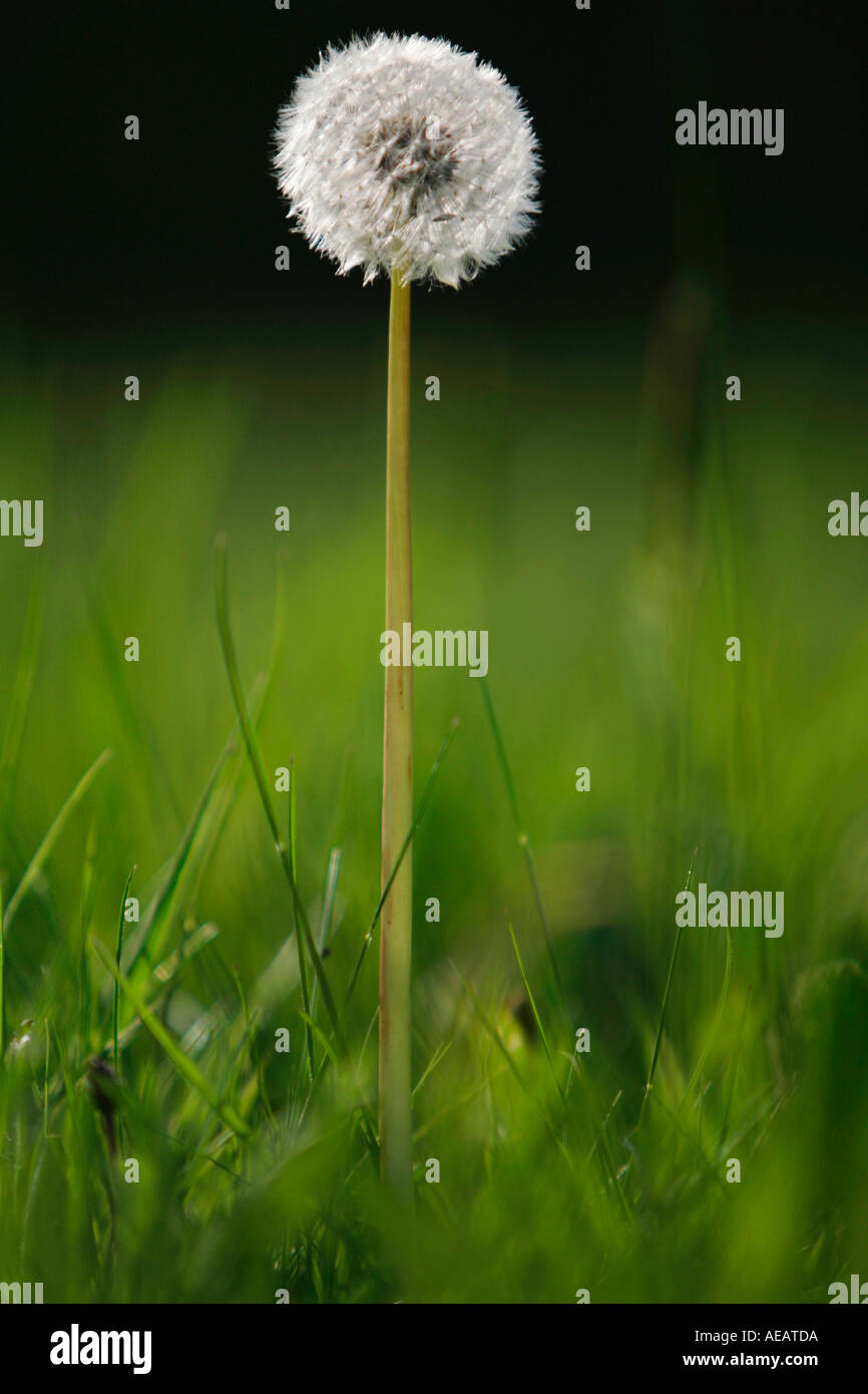 Dandelion growing England Stock Photo - Alamy