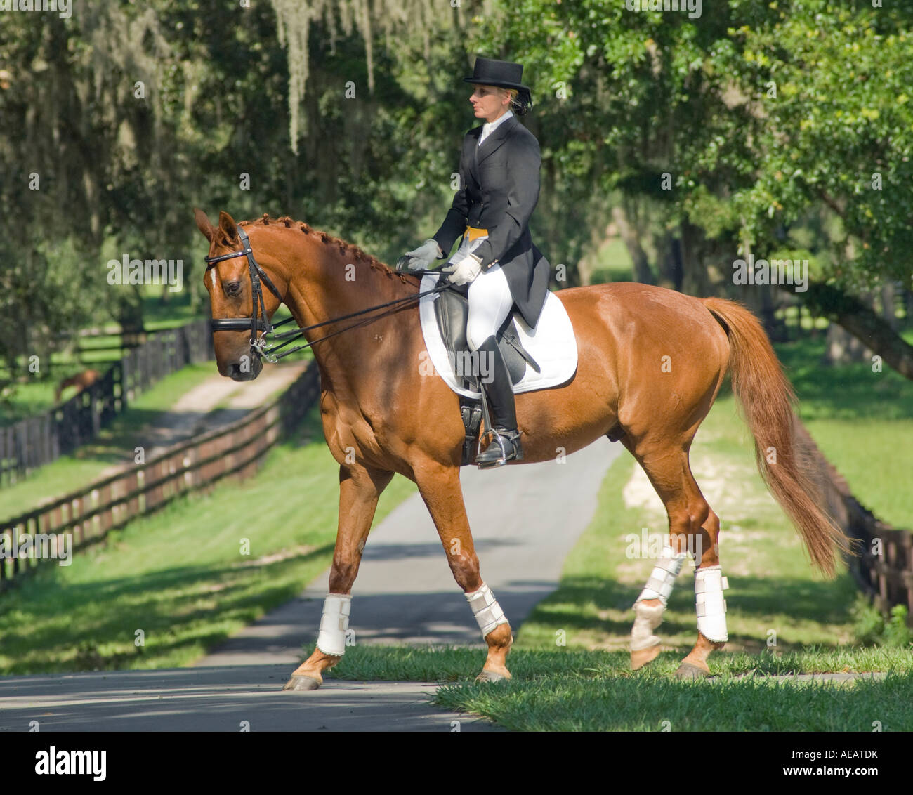 Woman in dressage costume with Warmblood horse Stock Photo - Alamy