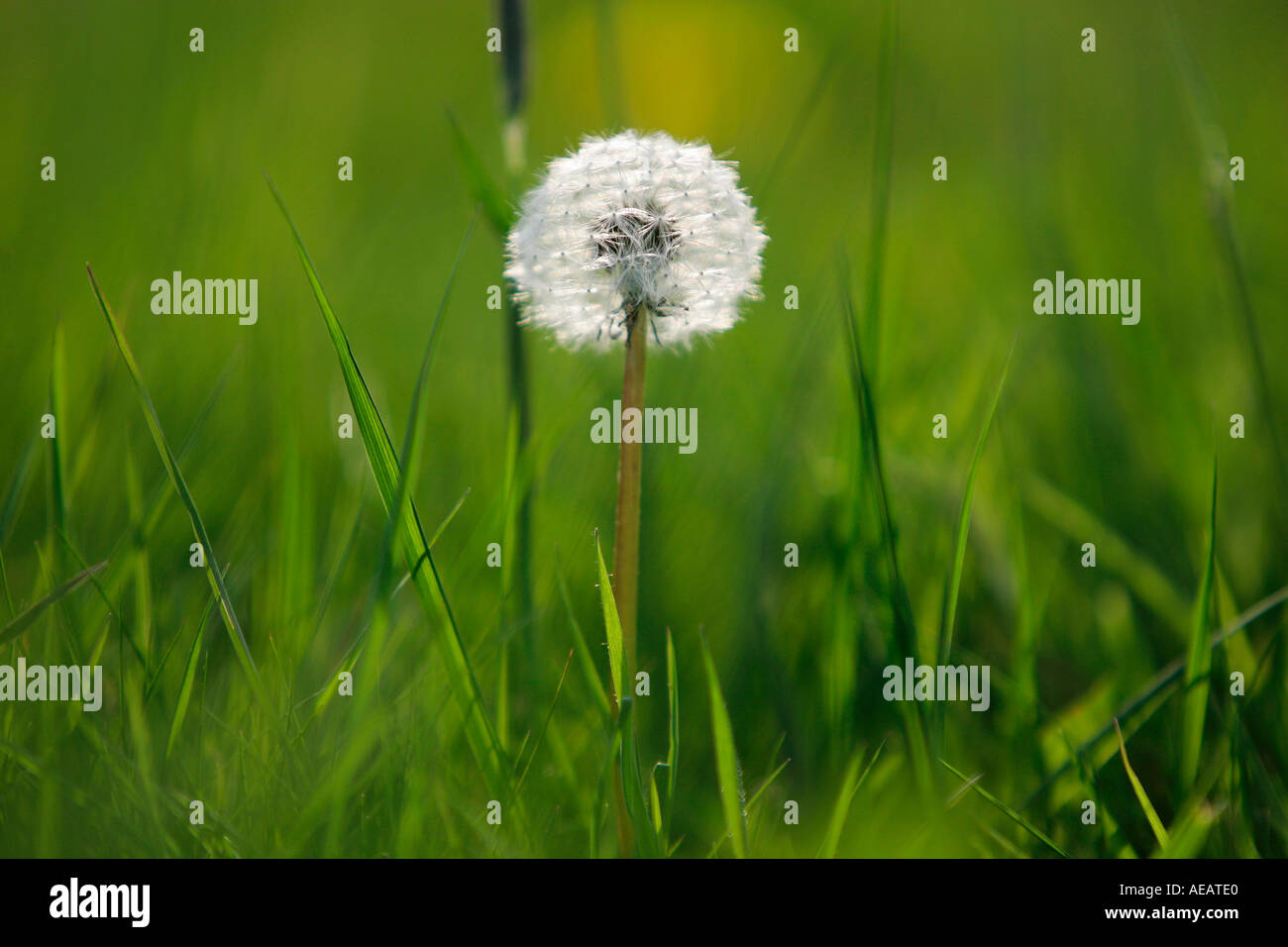 Growing dandelion hi-res stock photography and images - Alamy
