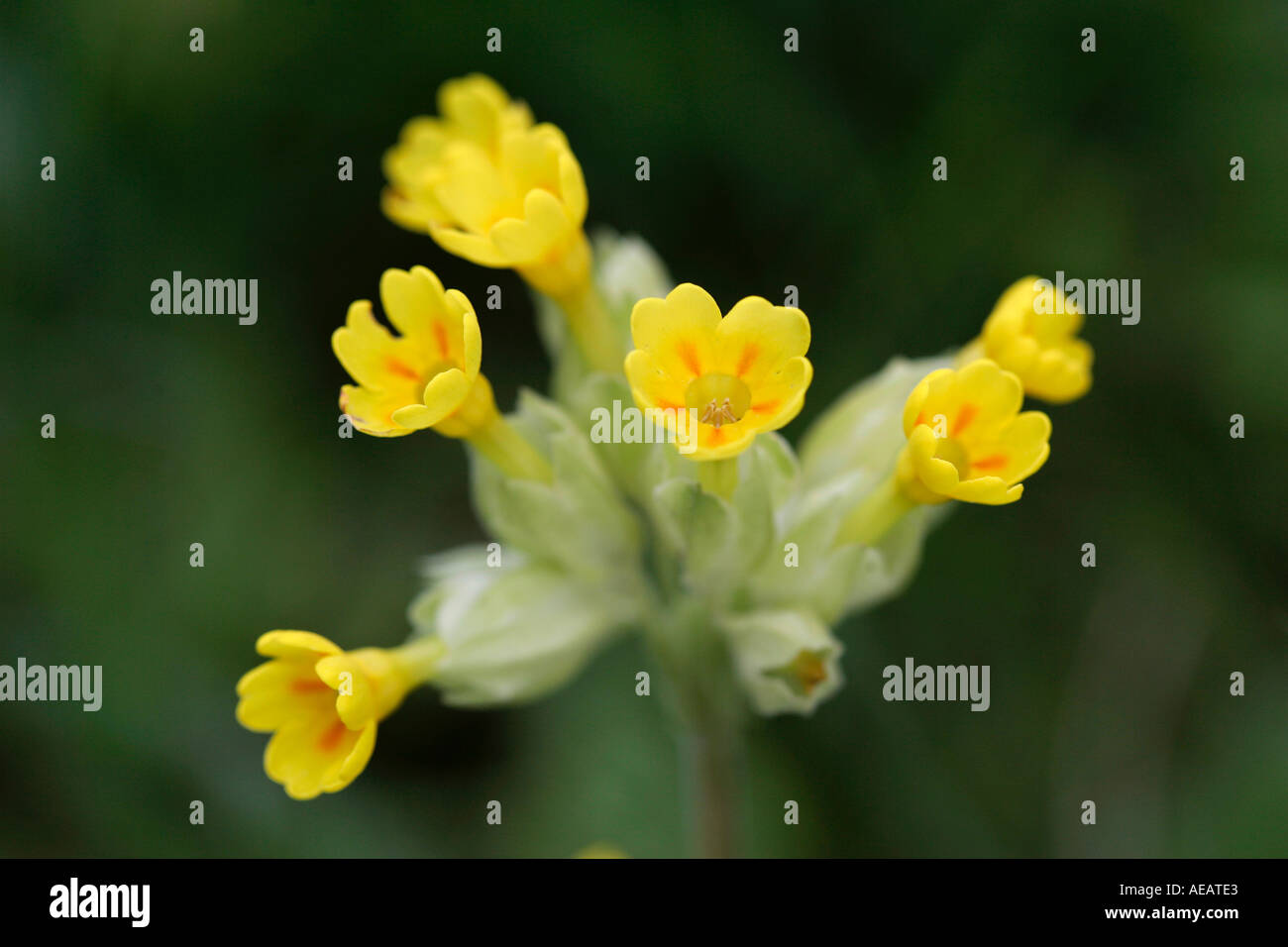 The cowslip hi-res stock photography and images - Alamy