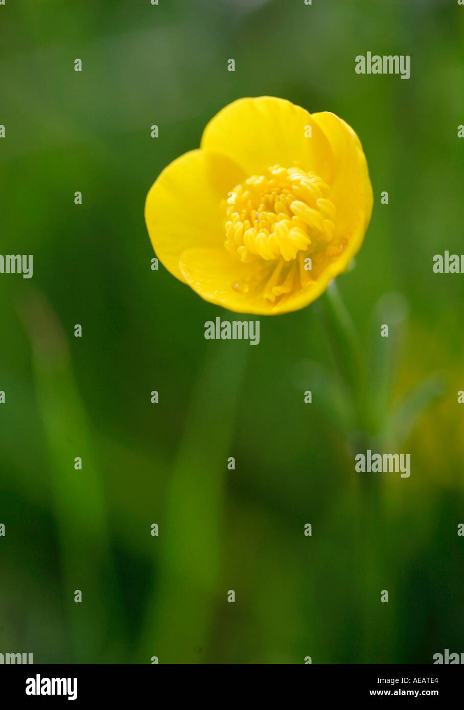 Buttercup anthers hi-res stock photography and images - Alamy