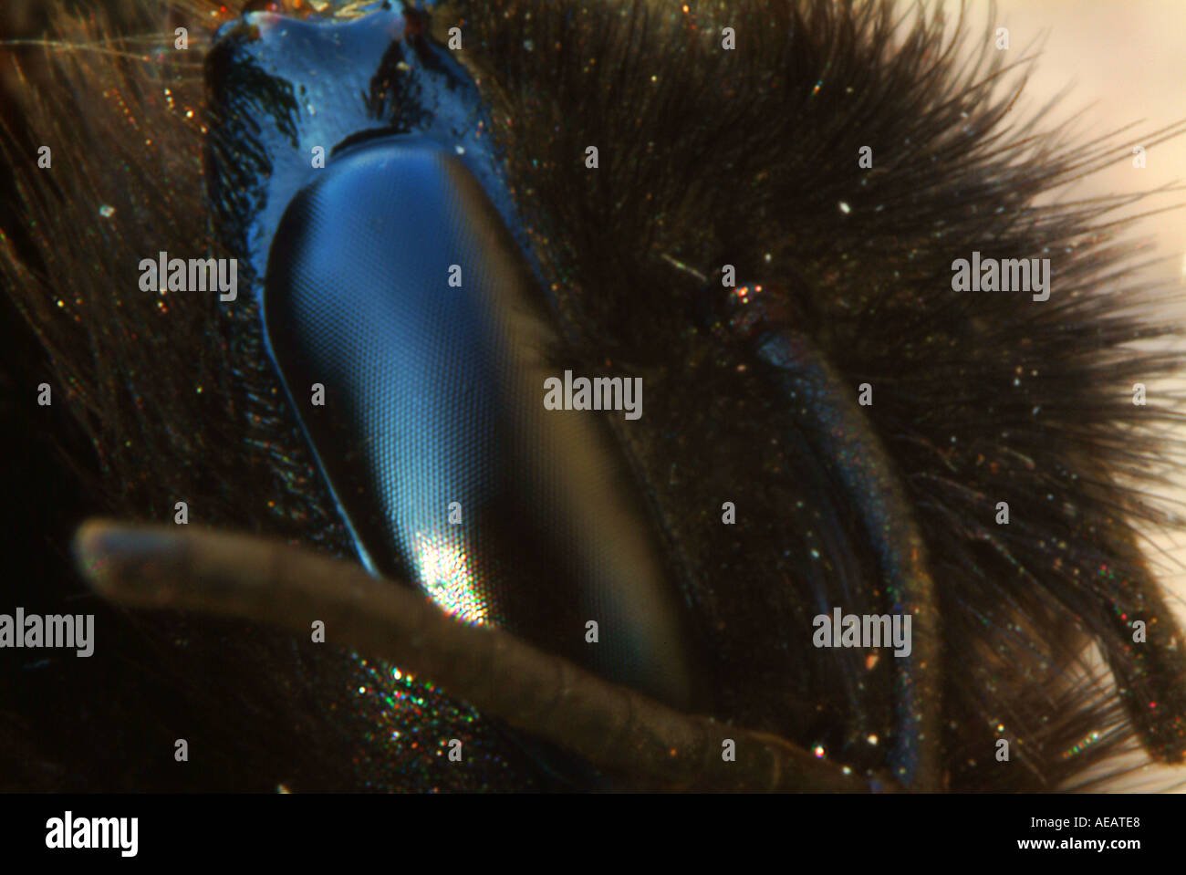 Bee vision hi-res stock photography and images - Alamy
