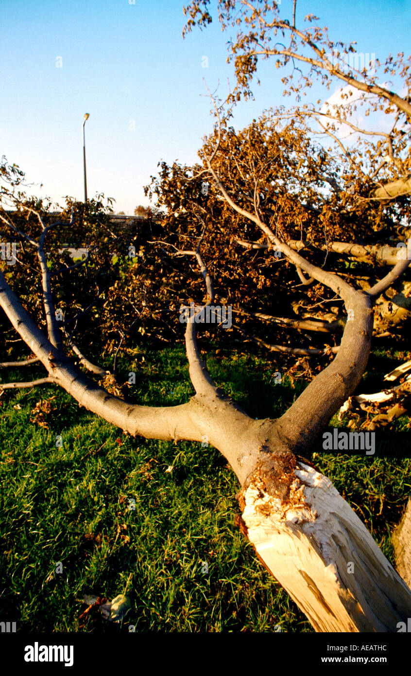 1987 hurricane hi-res stock photography and images - Alamy