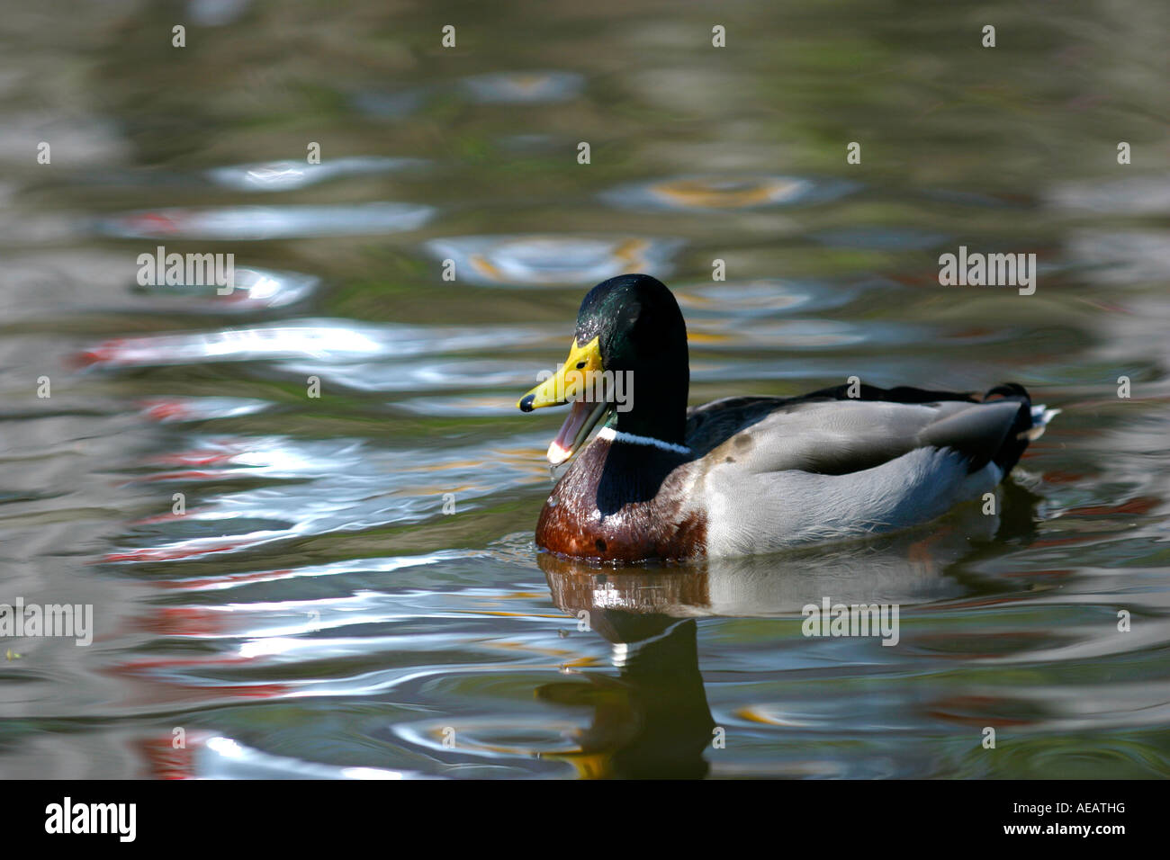 mallard drake Anas platyrhynchos, Nottinghams River Leen tributary of ...