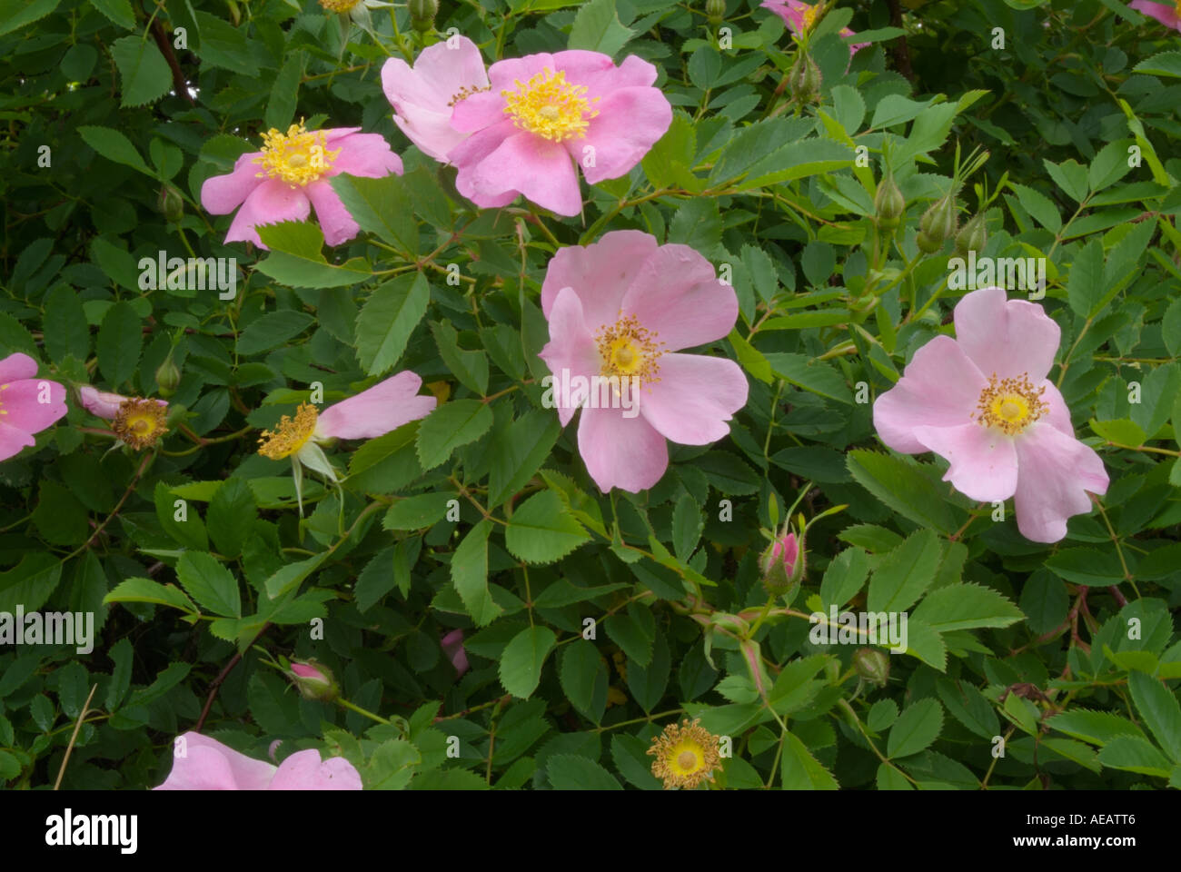 Dog rose flowers hi-res stock photography and images - Alamy