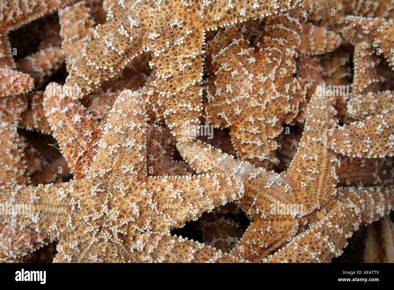 A group of starfish Stock Photo - Alamy