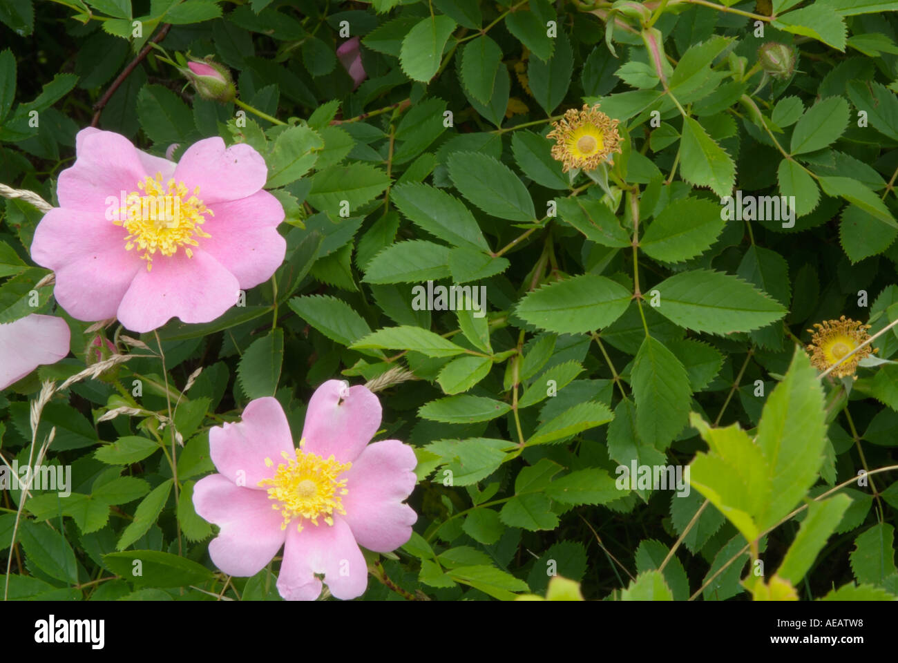 Wild Pink Dog Rose Flowers Stock Photo - Alamy