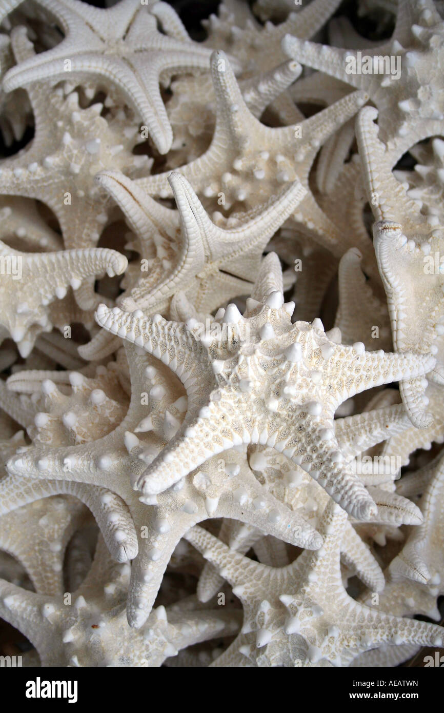 A group of starfish Stock Photo - Alamy