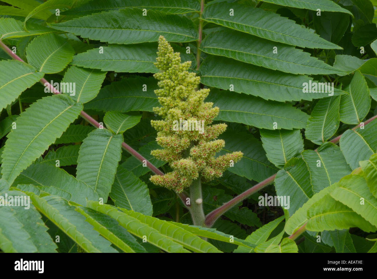 Staghorn Sumac during the spring months along a hiking trail in New ...