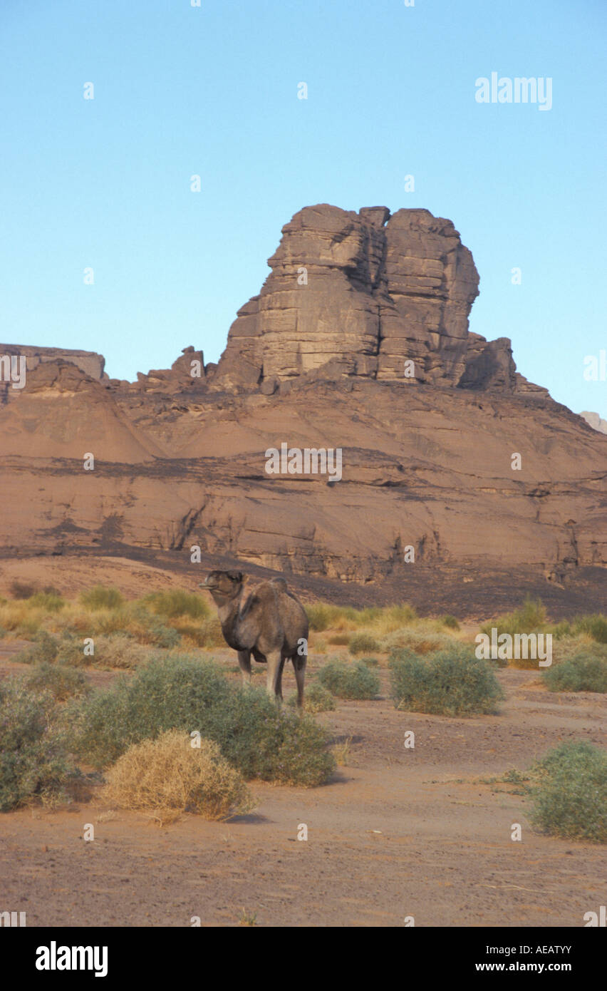 A dromedary in Tadrart Acacus desert Sahara Lybia Stock Photo - Alamy