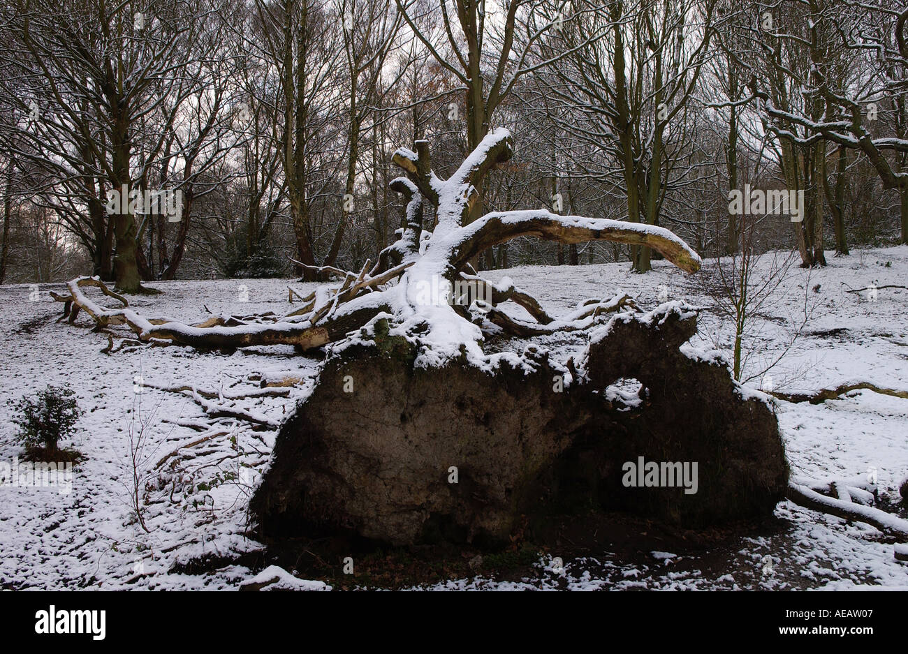 Fallen trees storm london hi-res stock photography and images - Alamy
