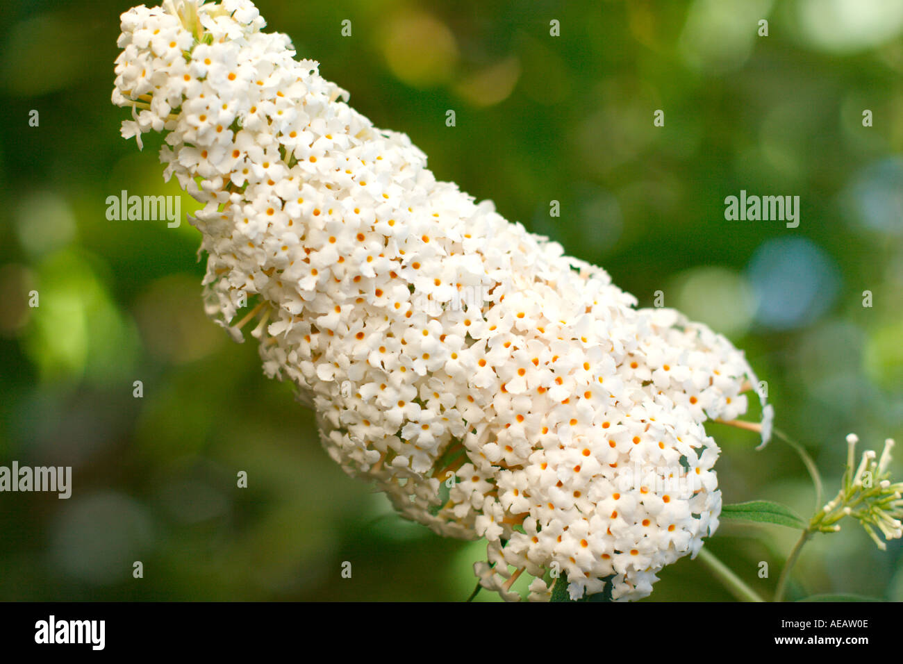 Butterfly Bush Buddleja davidii Stock Photo - Alamy