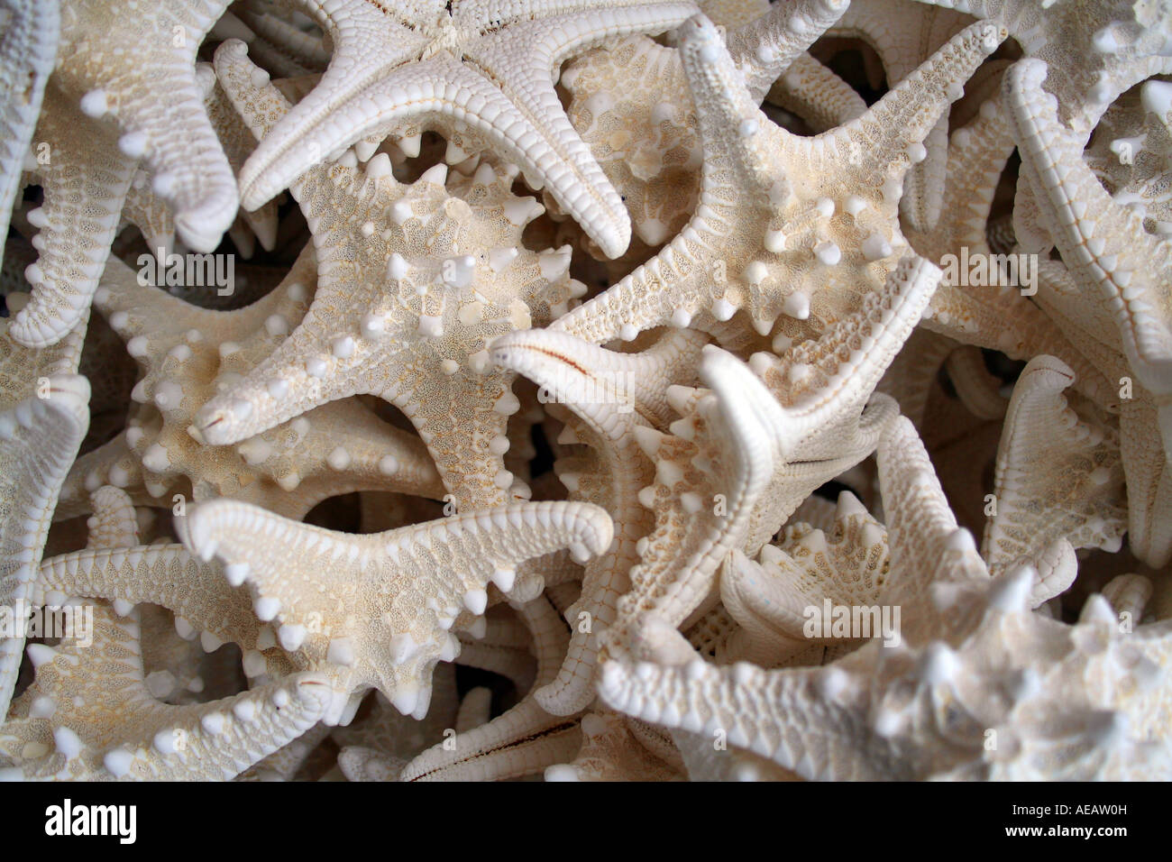 group of starfish Stock Photo - Alamy