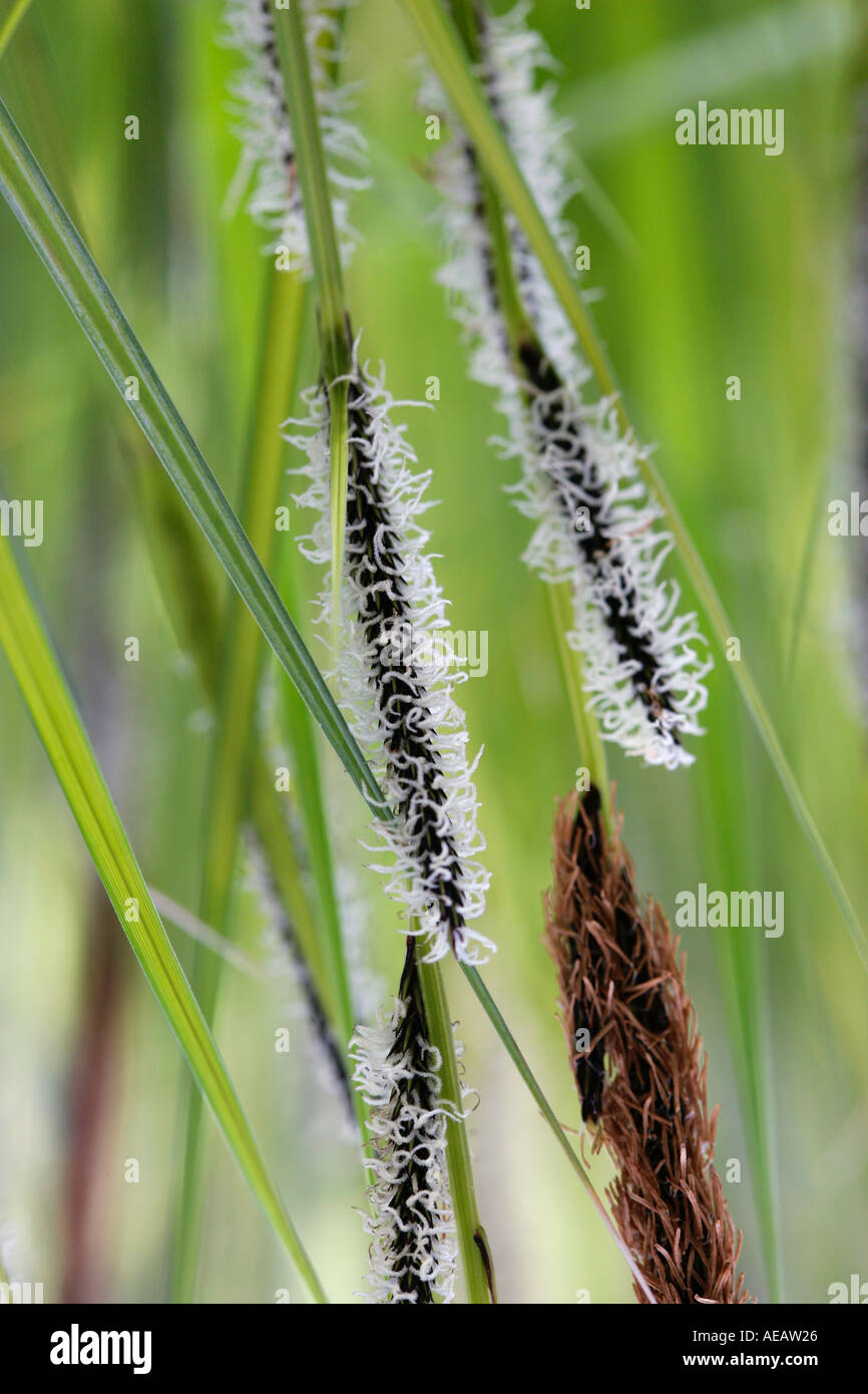 Grasses shrubs in spring hi-res stock photography and images - Alamy
