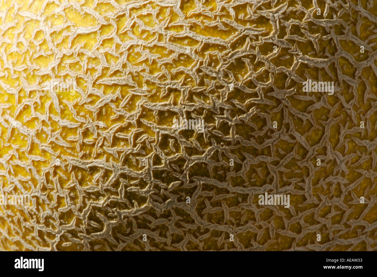 Ogen Melon Skin Stock Photo - Alamy
