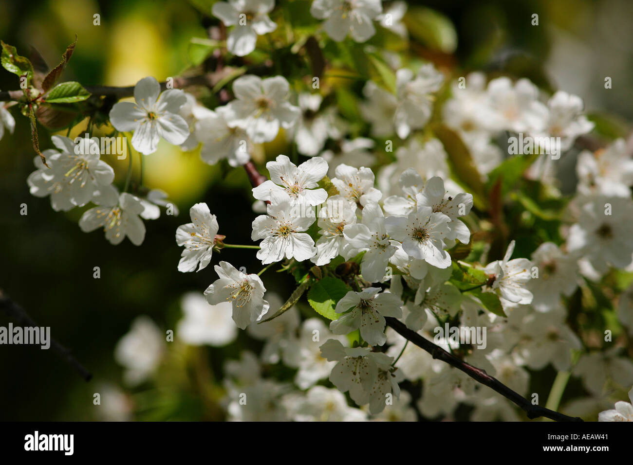 Cherry Blossom growing England Stock Photo - Alamy