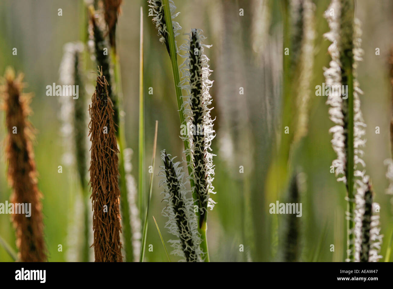 Wild Grasses growing England Stock Photo - Alamy