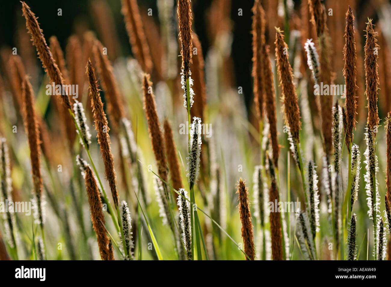 Wild Grasses England Stock Photo - Alamy