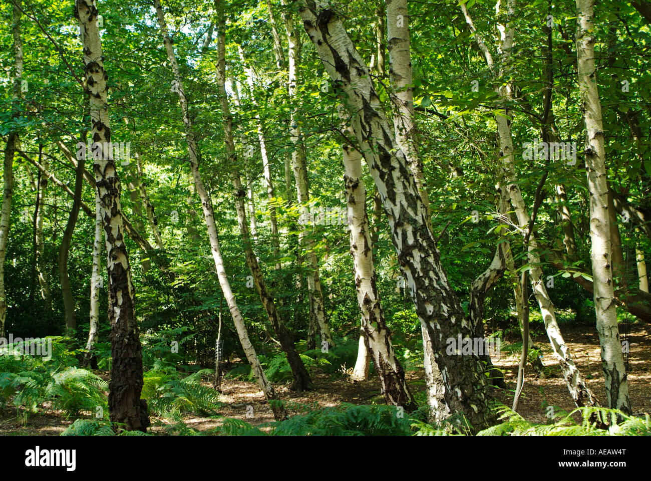 Virginia water surrey hi-res stock photography and images - Alamy