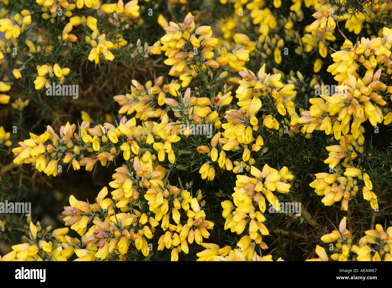Gorse weeds hi-res stock photography and images - Alamy