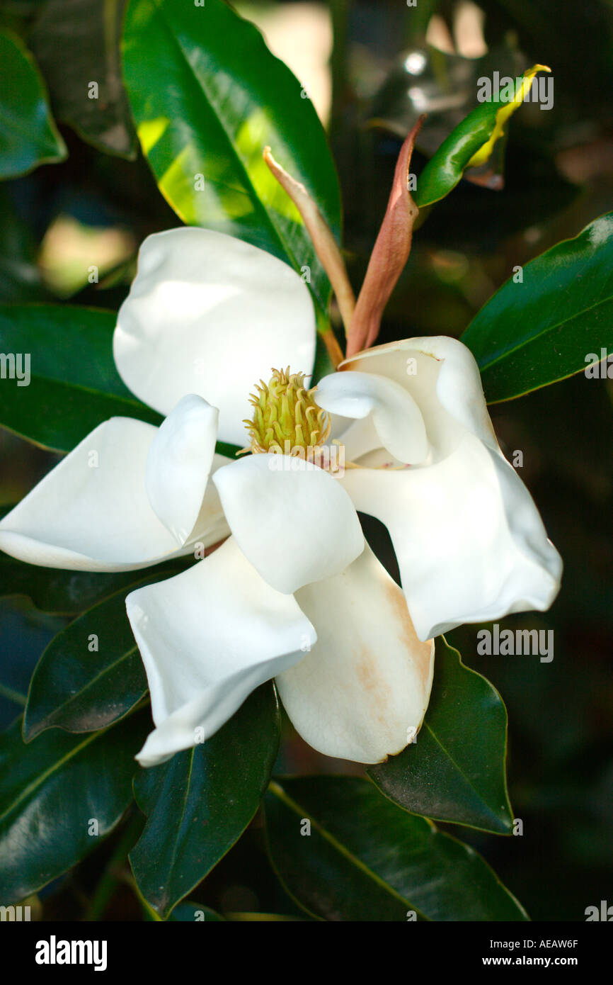 Magnolia flower hi-res stock photography and images - Alamy