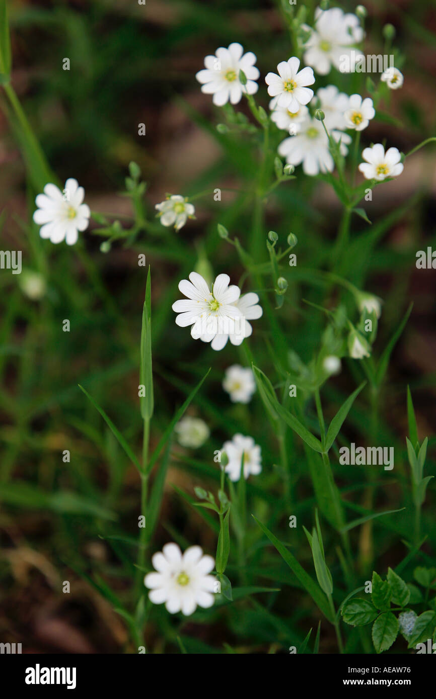 Great stitchwort hi-res stock photography and images - Alamy