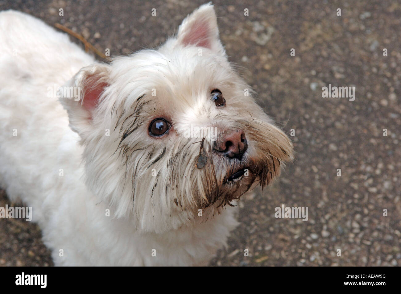 Photograph by Howard Barlow West Highland Terrier in need of a bath ...