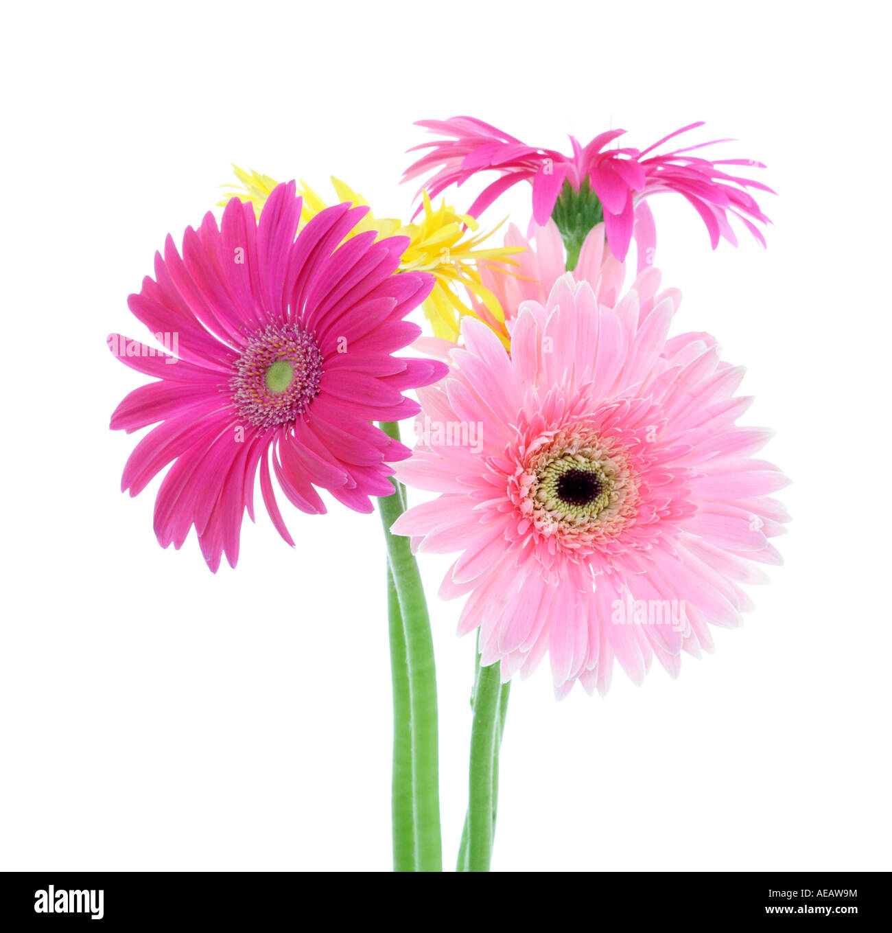 Bundle of daisies hi-res stock photography and images - Alamy