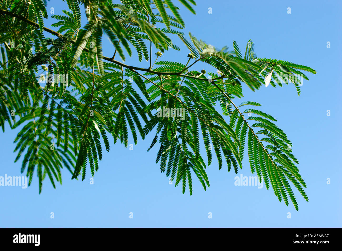 Silk tree leaves hi-res stock photography and images - Alamy