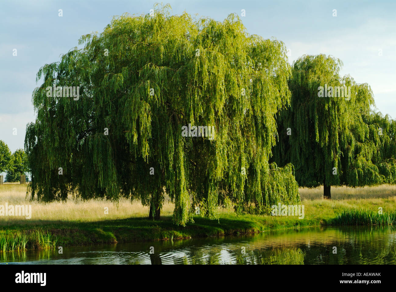 Weeping Willow tree SALIX SEPULCRALIS, Home Park, Surrey, England, UK ...