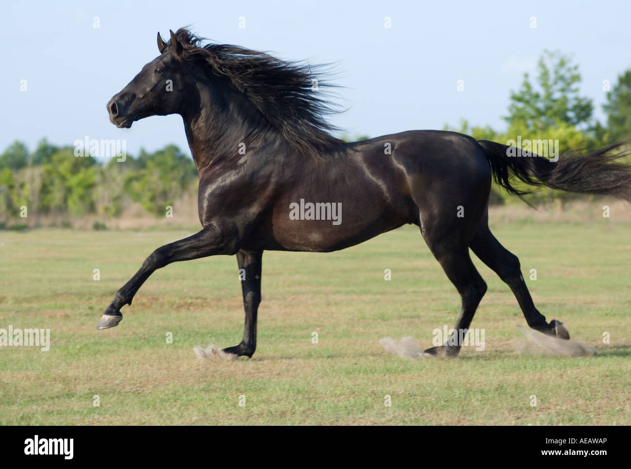 Black horse hi-res stock photography and images - Alamy