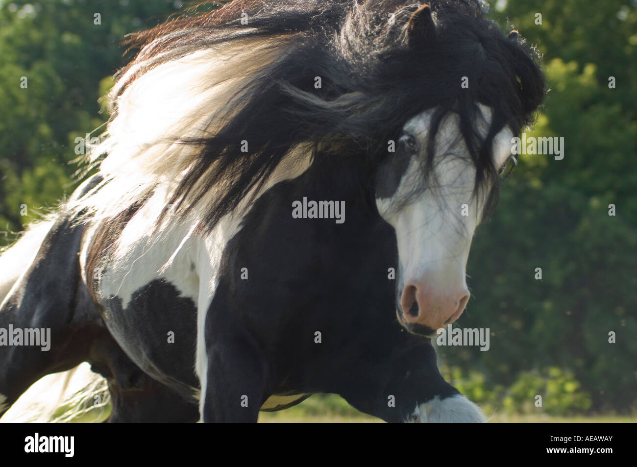 Gypsy vanner horse stallion runs hi-res stock photography and images ...