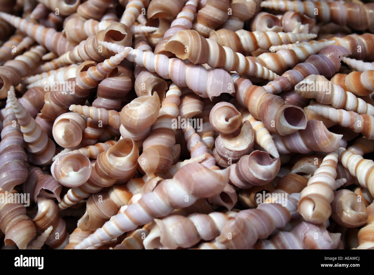 Auger shells hi-res stock photography and images - Alamy
