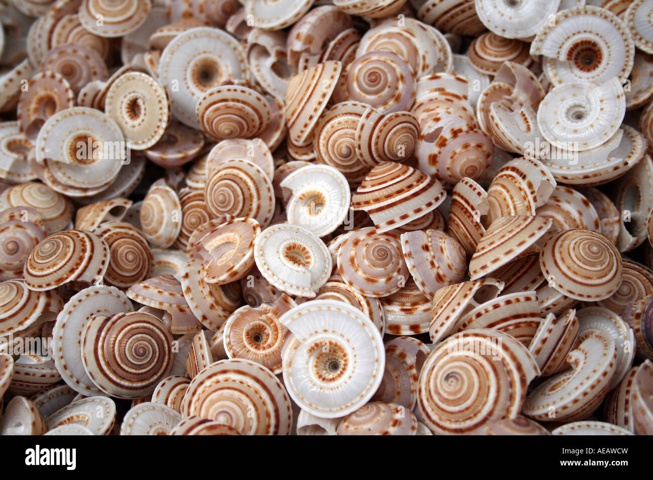 Spiral shaped seashells hi-res stock photography and images - Alamy
