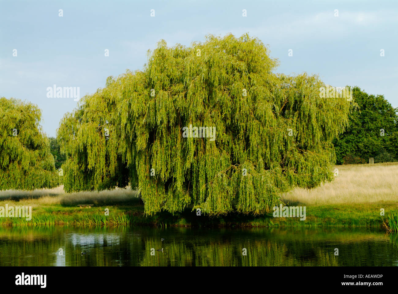 Weeping Willow tree SALIX SEPULCRALIS, Home Park, Surrey, England, UK ...