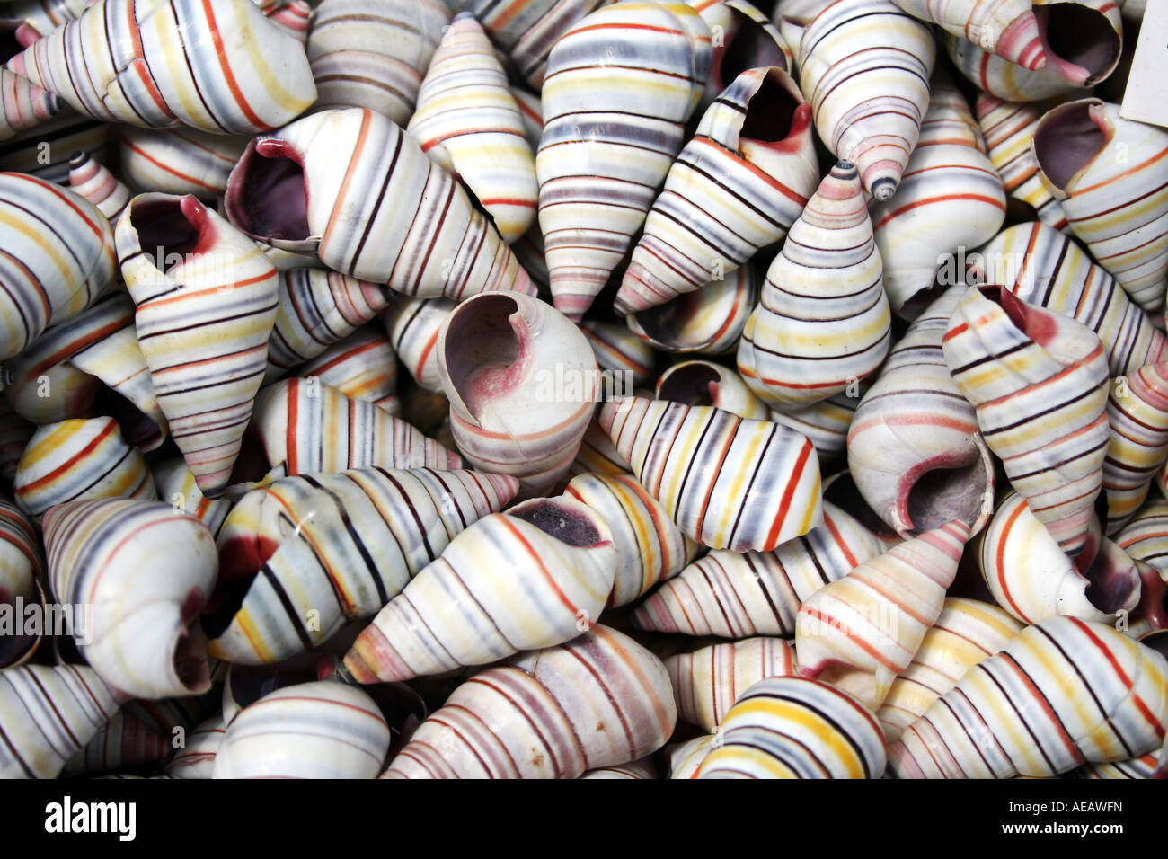 Cone seashells hi-res stock photography and images - Alamy