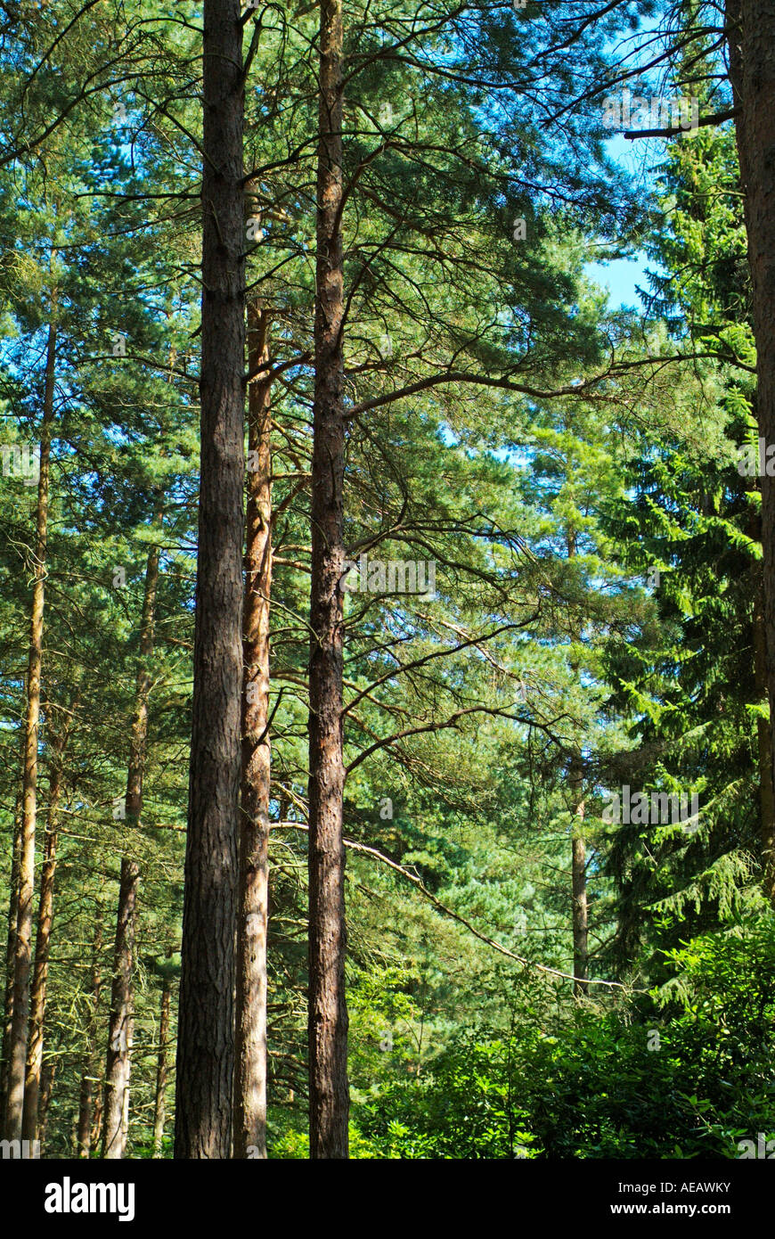 Woodland with Scots pine trees, Virgina Water, Surrey, England UK Stock ...