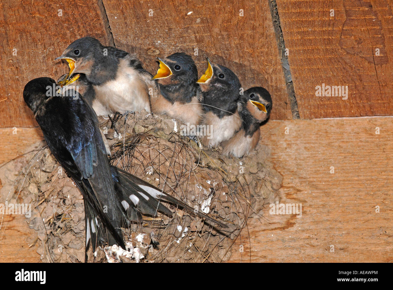 Barn Swallow (Hirundo rustica), adult feeding begging chicks at nest ...