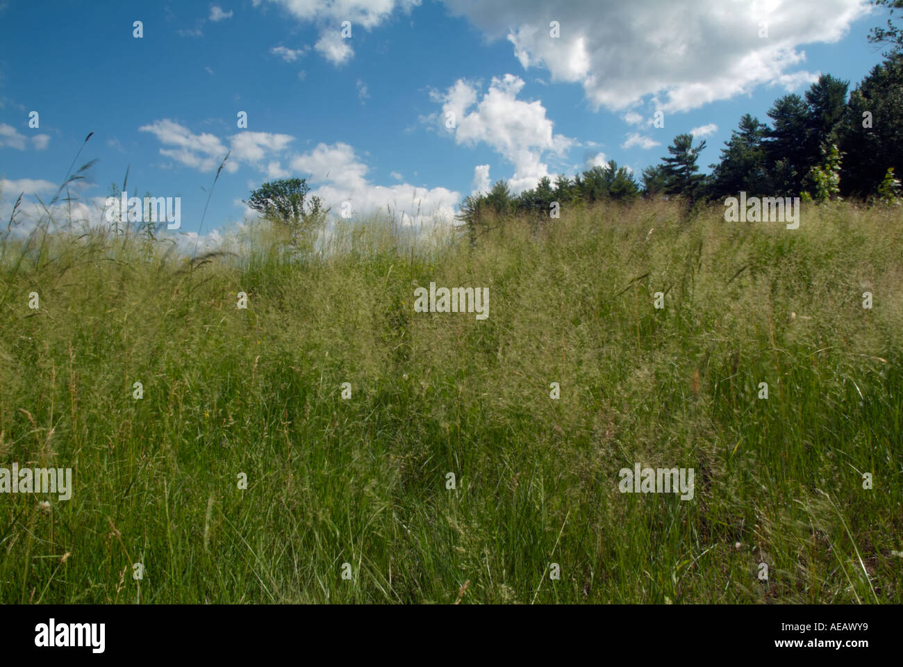Grass blowing in the wind Stock Photo - Alamy