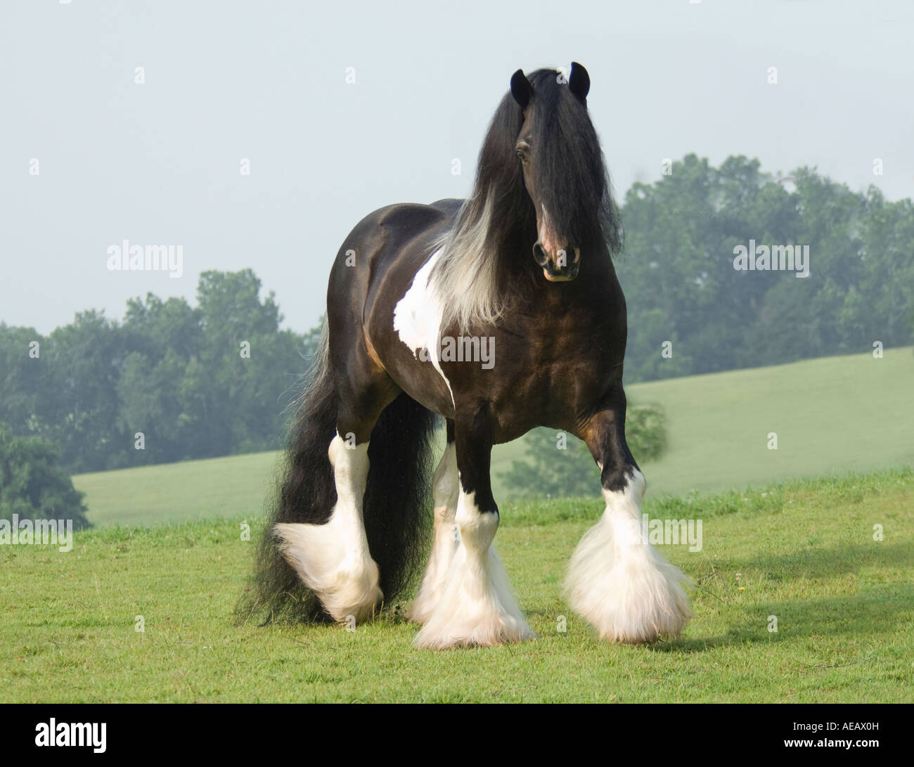 Vanner stallion hi-res stock photography and images - Alamy